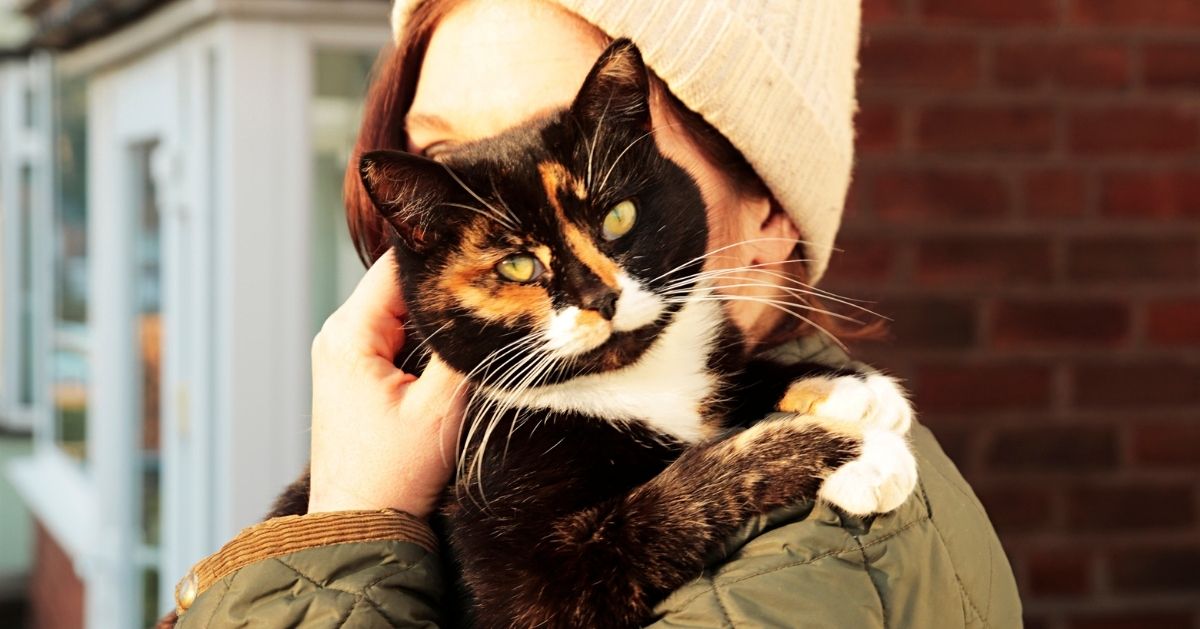 13 Fun Facts about Tortoiseshell Cats | FELIWAY Cat Experts